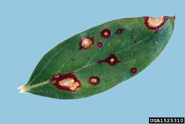 Alternaria black molds / stem cankers (Genus Alternaria Nees)
