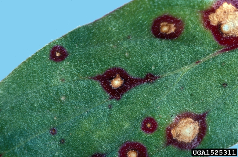 Alternaria black molds / stem cankers (Genus Alternaria Nees)