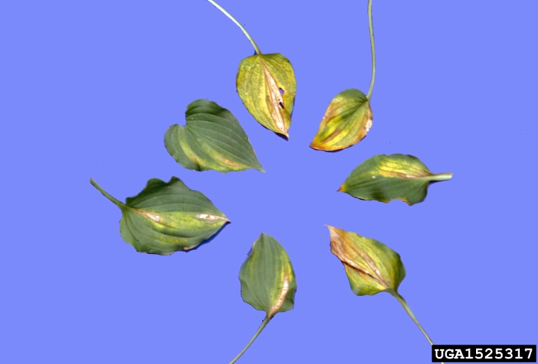 foliar nematodes (Genus Aphelenchoides Fischer, 1894)