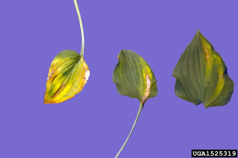 foliar nematodes (Genus Aphelenchoides Fischer, 1894)