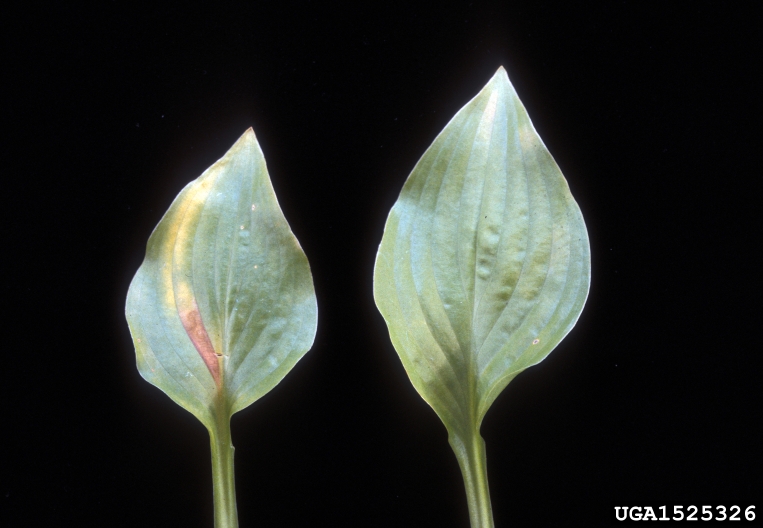 foliar nematodes (Genus Aphelenchoides)