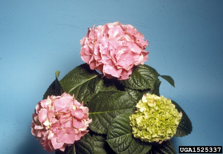 Mycosphaerella fungi (Mycosphaerella spp. ) on hydrangea (Hydrangea spp ...