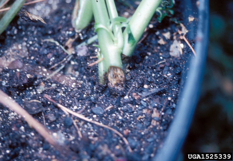 root rot/damping off (Genus Rhizoctonia)