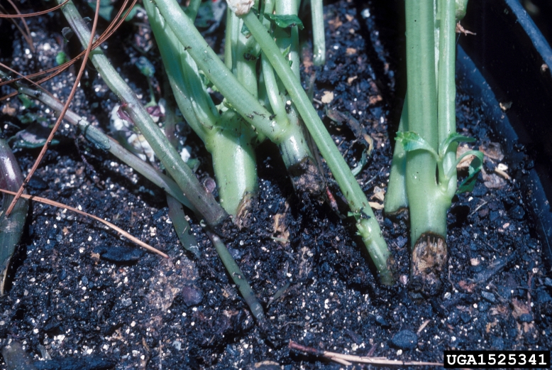 root rot/damping off (Genus Rhizoctonia DC.)