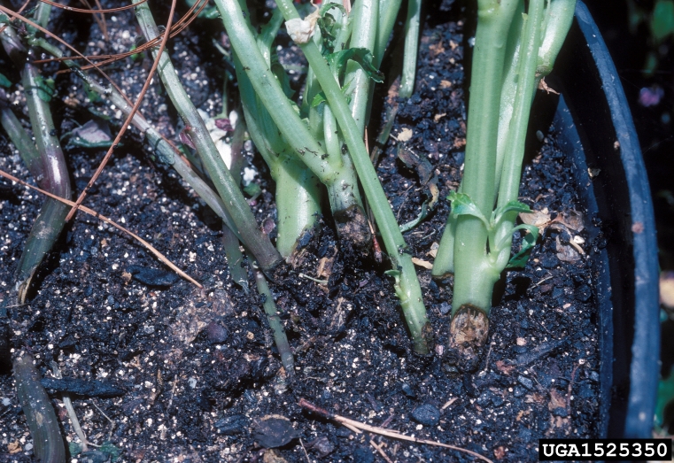 root rot/damping off (Genus Rhizoctonia DC.)