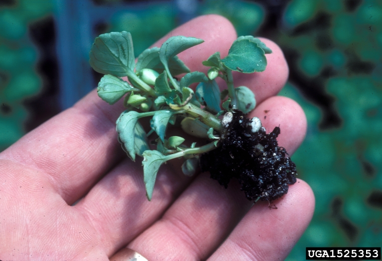 Pythium diseases (Genus Pythium Pringsh.)