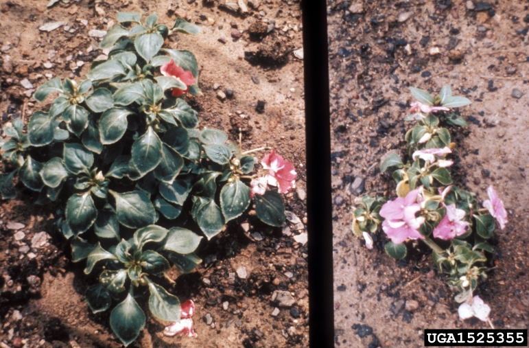 Pythium diseases (Genus Pythium Pringsh.)