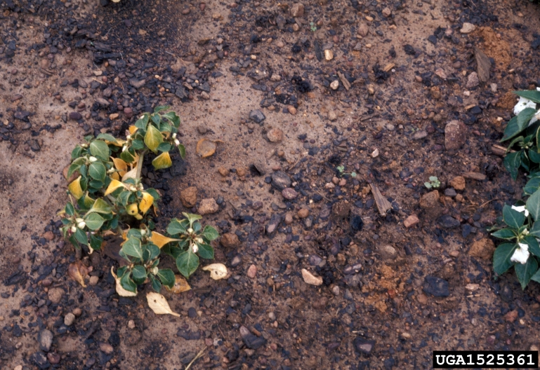 Pythium diseases (Genus Pythium Pringsh.)