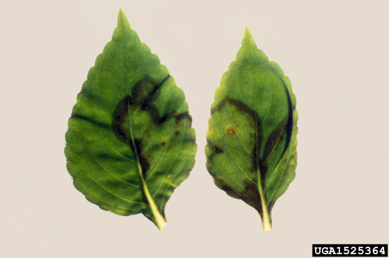 tomato spotted wilt virus (TSWV) (Tospovirus Tomato spotted wilt virus)