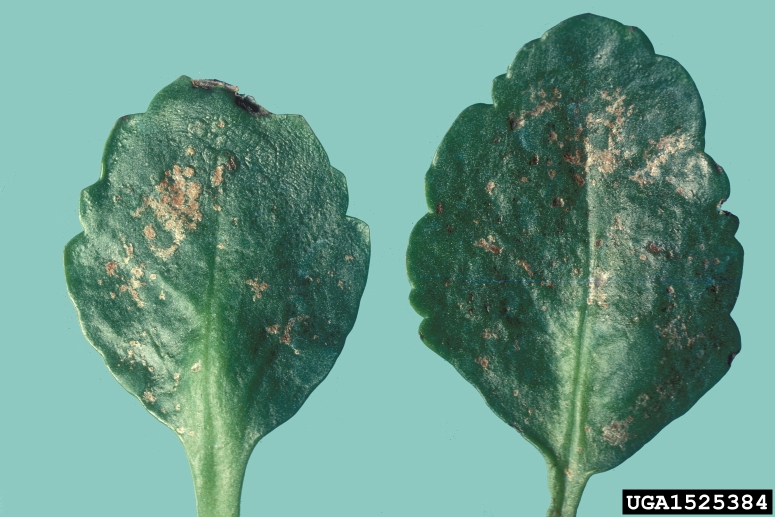 powdery mildews (Genus Sphaerotheca Lev.)