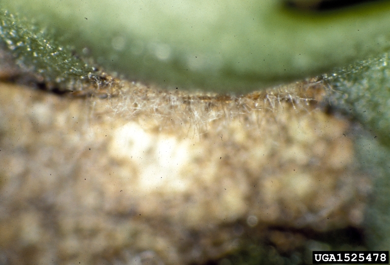 Cercospora fungi (Genus Cercospora Fresen.)