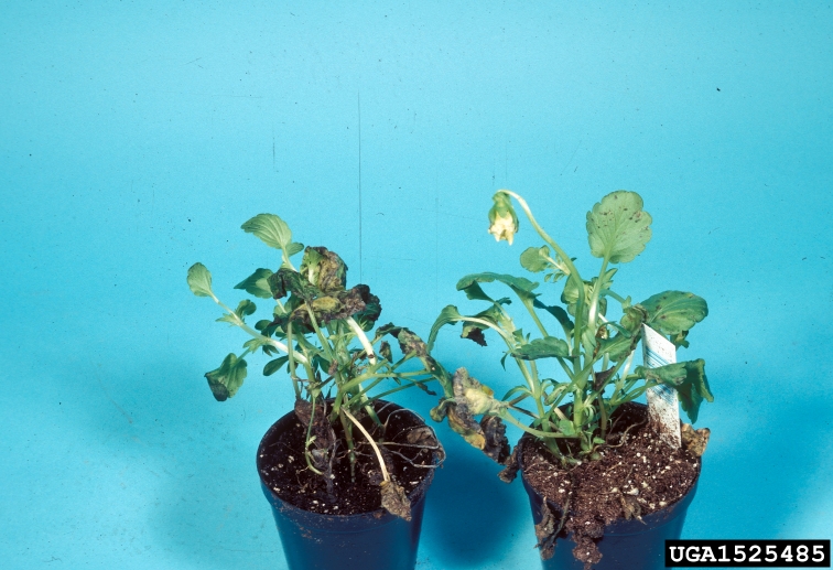 Septoria leaf spot and cankers (Genus Septoria Sacc.)