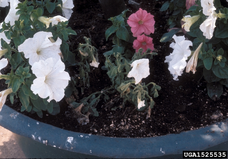 root rot/damping off (Genus Rhizoctonia DC.)