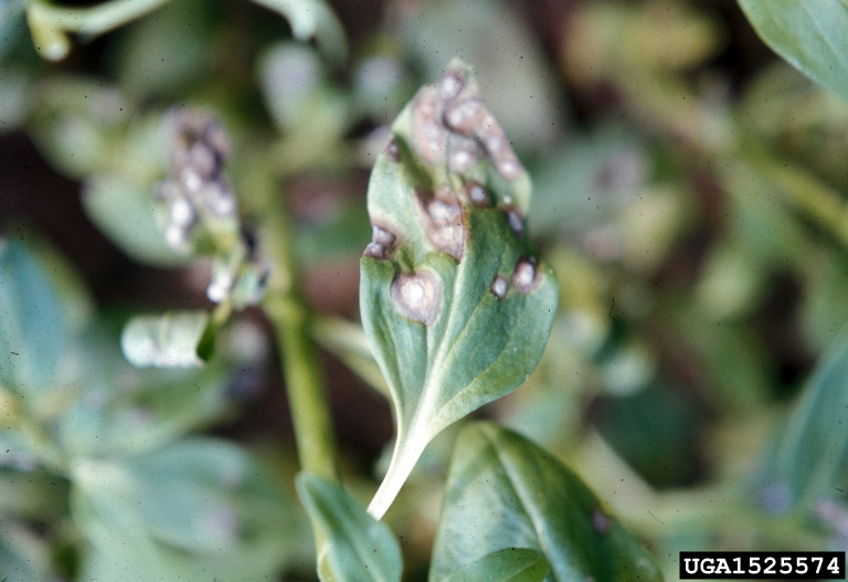 Cercospora fungi (Genus Cercospora Fresen.)