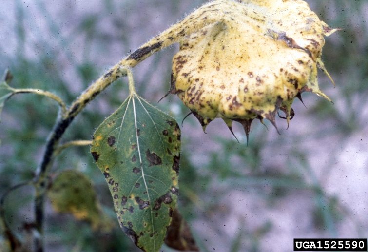 Alternaria black molds / stem cankers (Alternaria spp. ) on sunflower ...