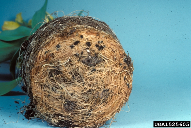 mycelial neck rot (Botrytis tulipae (Lib.) Lind)