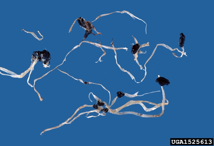 mycelial neck rot (Botrytis tulipae (Lib.) Lind)