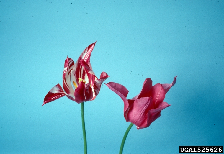 Tulip Breaking Virus (TBV) (Potyvirus Tulip Breaking Virus)