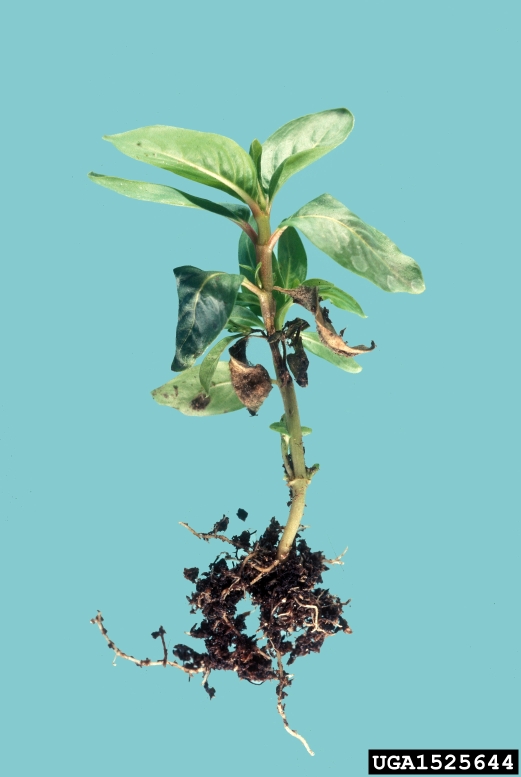 gray molds (Genus Botrytis)