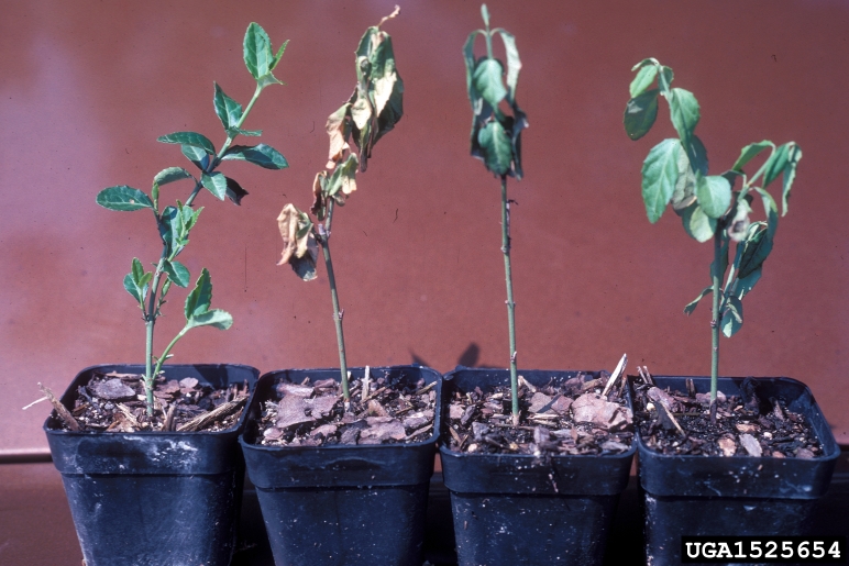 root rot/damping off (Genus Rhizoctonia DC.)