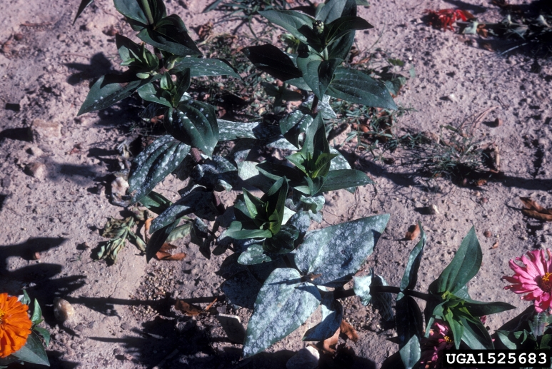 powdery mildew (Genus Erysiphe R. Hedw. ex DC.)