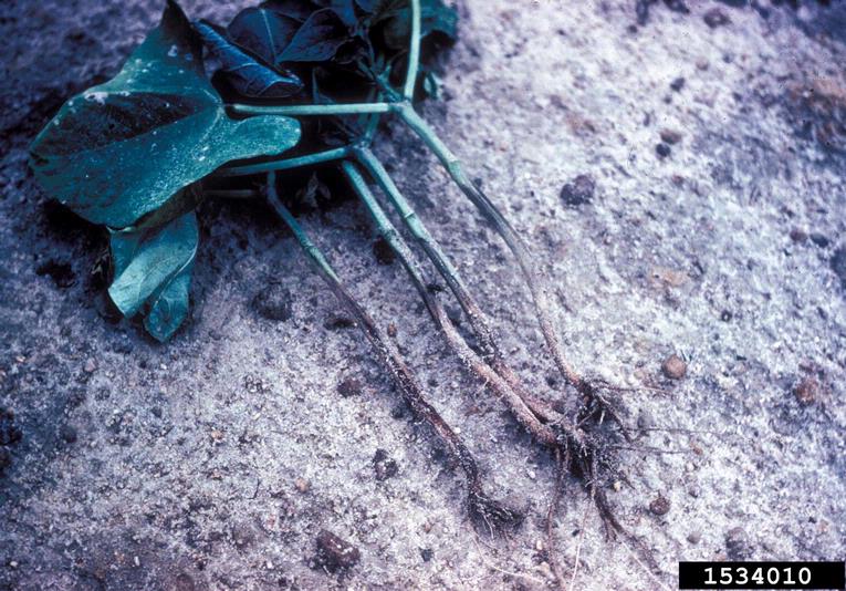 Pythium diseases (Genus Pythium)