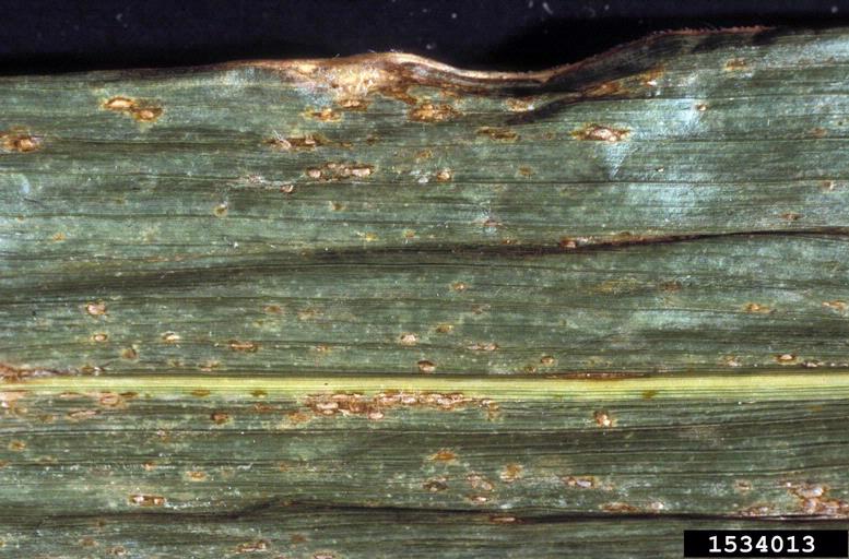 common corn rust (Puccinia sorghi Schwein.)