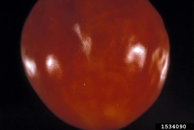 tomato spotted wilt virus (TSWV) (Tospovirus Tomato spotted wilt virus)