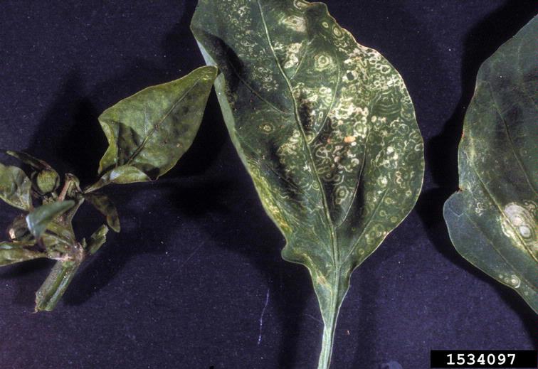 tomato spotted wilt virus (TSWV) (Tospovirus Tomato spotted wilt virus)