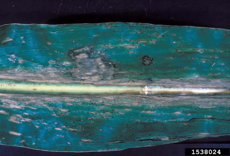 Leaf spot of sorghum (Gloeocercospora sorghi)