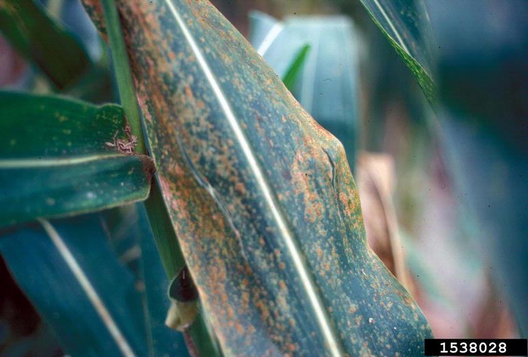 common corn rust (Puccinia sorghi Schwein.)