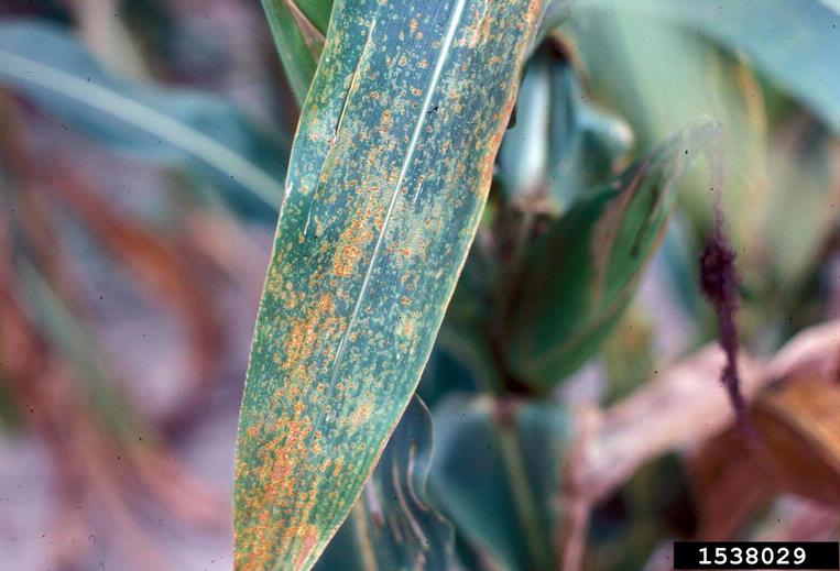 common corn rust (Puccinia sorghi)