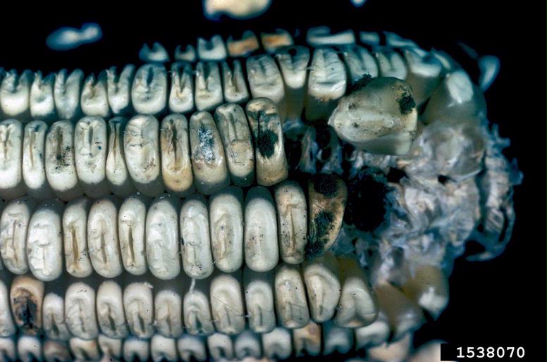 Aspergillus ear and kernel rot (Aspergillus flavus)