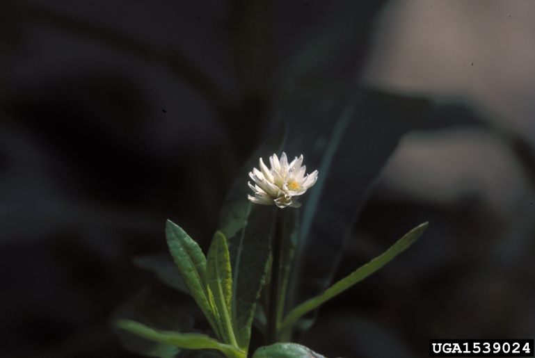 alligatorweed (Alternanthera philoxeroides (Mart.) Griseb.)