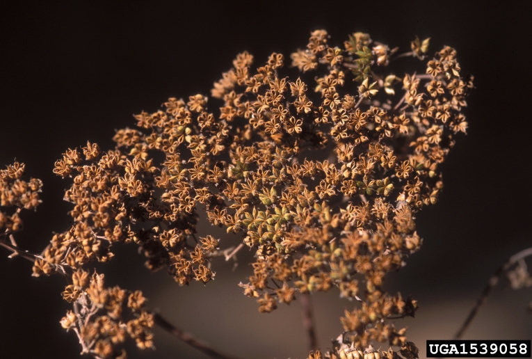 Japanese spiraea (Spiraea japonica L. f.)