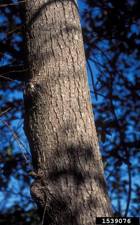 camphortree (Camphora officinarum Nees)