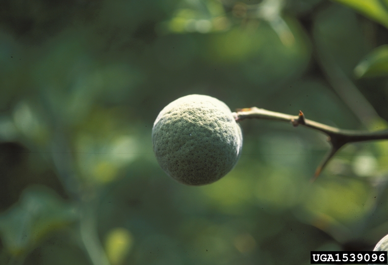 trifoliate orange (Citrus trifoliata (L.) Raf.)