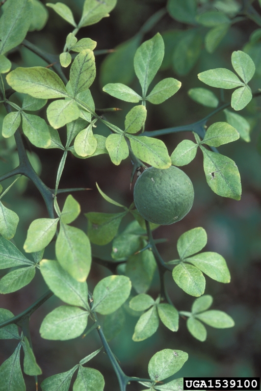 trifoliate orange (Citrus trifoliata (L.) Raf.)