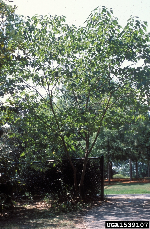 paper-mulberry (Broussonetia papyrifera (L.) L'Hér. ex Vent.)
