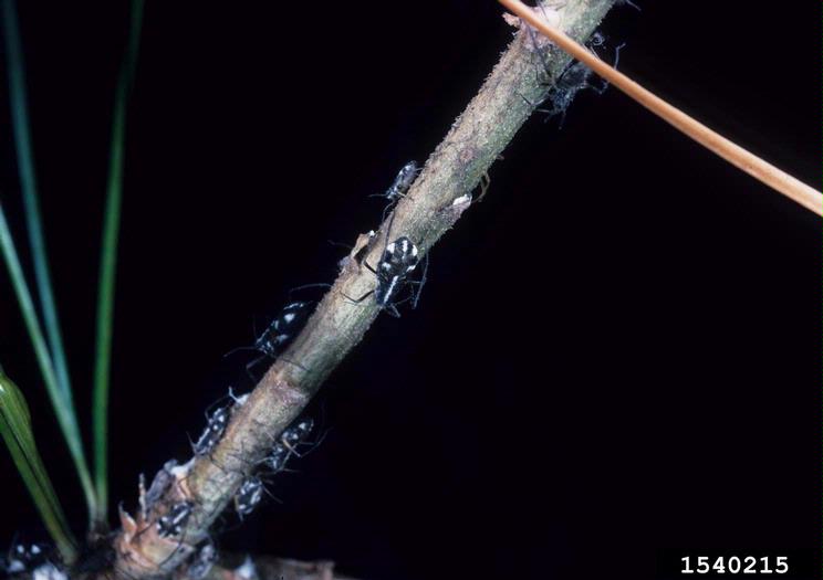 white pine aphid (Cinara strobi)
