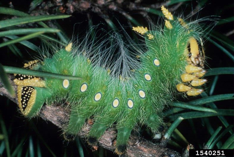 imperial moth (Eacles imperialis)
