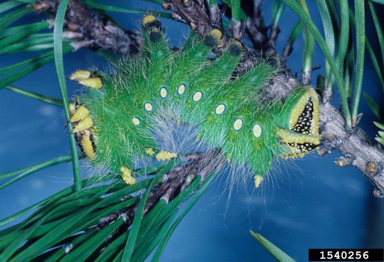 imperial moth (Eacles imperialis)