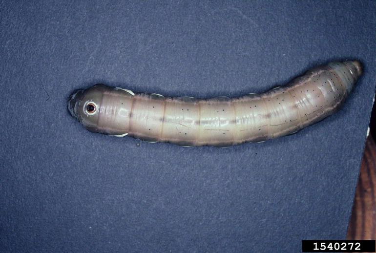 Pandora sphinx (Eumorpha pandorus (Hübner))