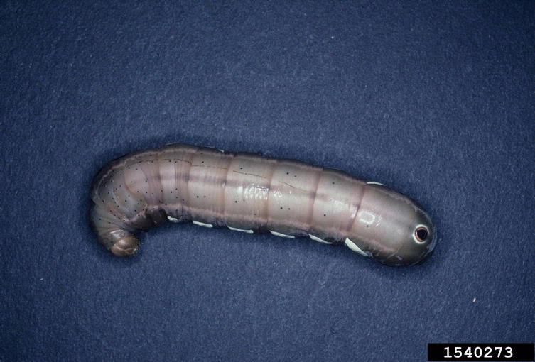 Pandora sphinx (Eumorpha pandorus (Hübner))