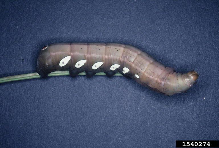 Pandora sphinx (Eumorpha pandorus)