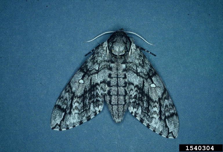 waved sphinx (Ceratomia undulosa)