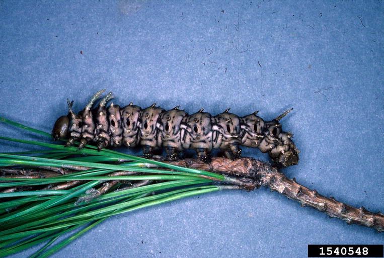 pine devil moth (Citheronia sepulcralis Grote & Robinson)