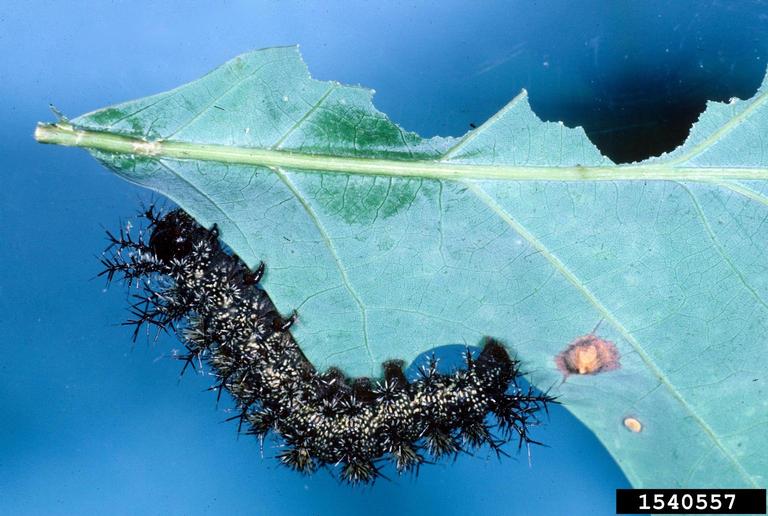 buck moth (Hemileuca maia (Drury))