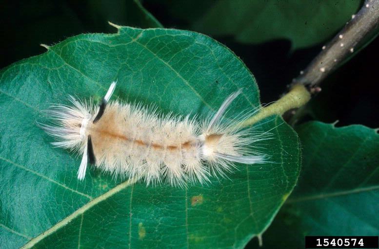 pale tussock moth (Halysidota tessellaris (J.E. Smith, 1797))