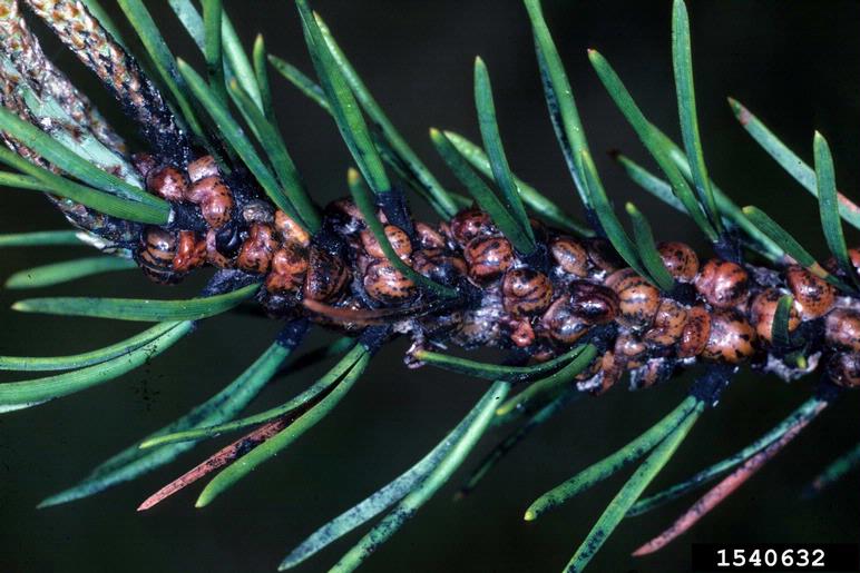 pine tortoise scale (Toumeyella parvicornis (Cockerell))